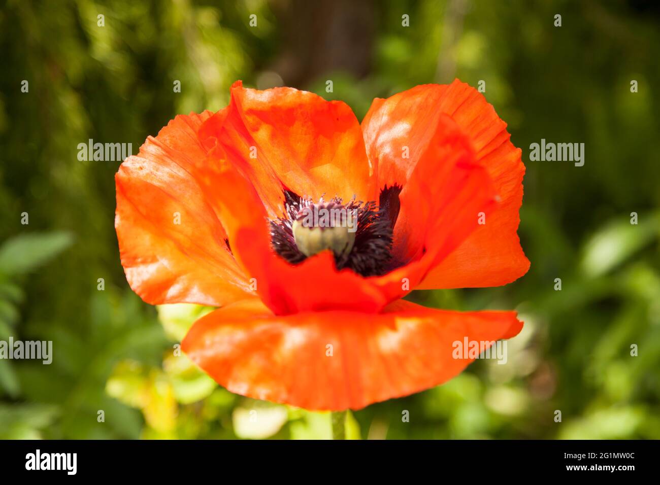 Poppy 'Beauty of Livermere', Papaver orientale, Oriental Poppy at Eden ...