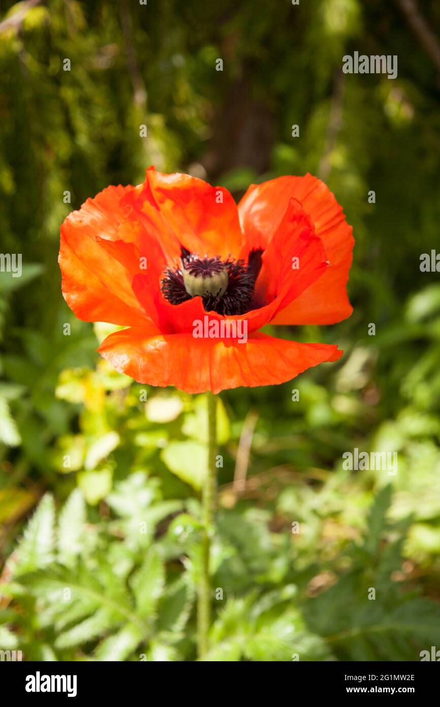 Poppy 'Beauty of Livermere', Papaver orientale, Oriental Poppy at Eden ...