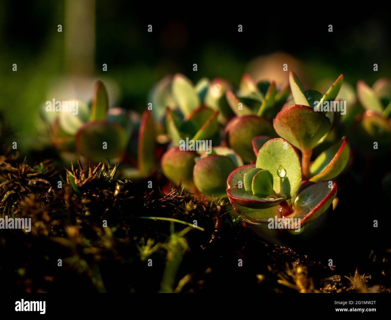 In the picture is plant of Front view of the succulent leaves sprinkled ...