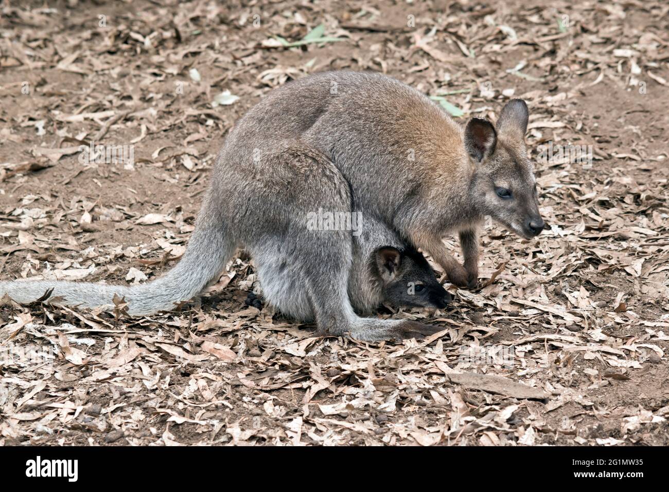 this is a red necked wallaby with a joey in her pouch Stock Photo - Alamy