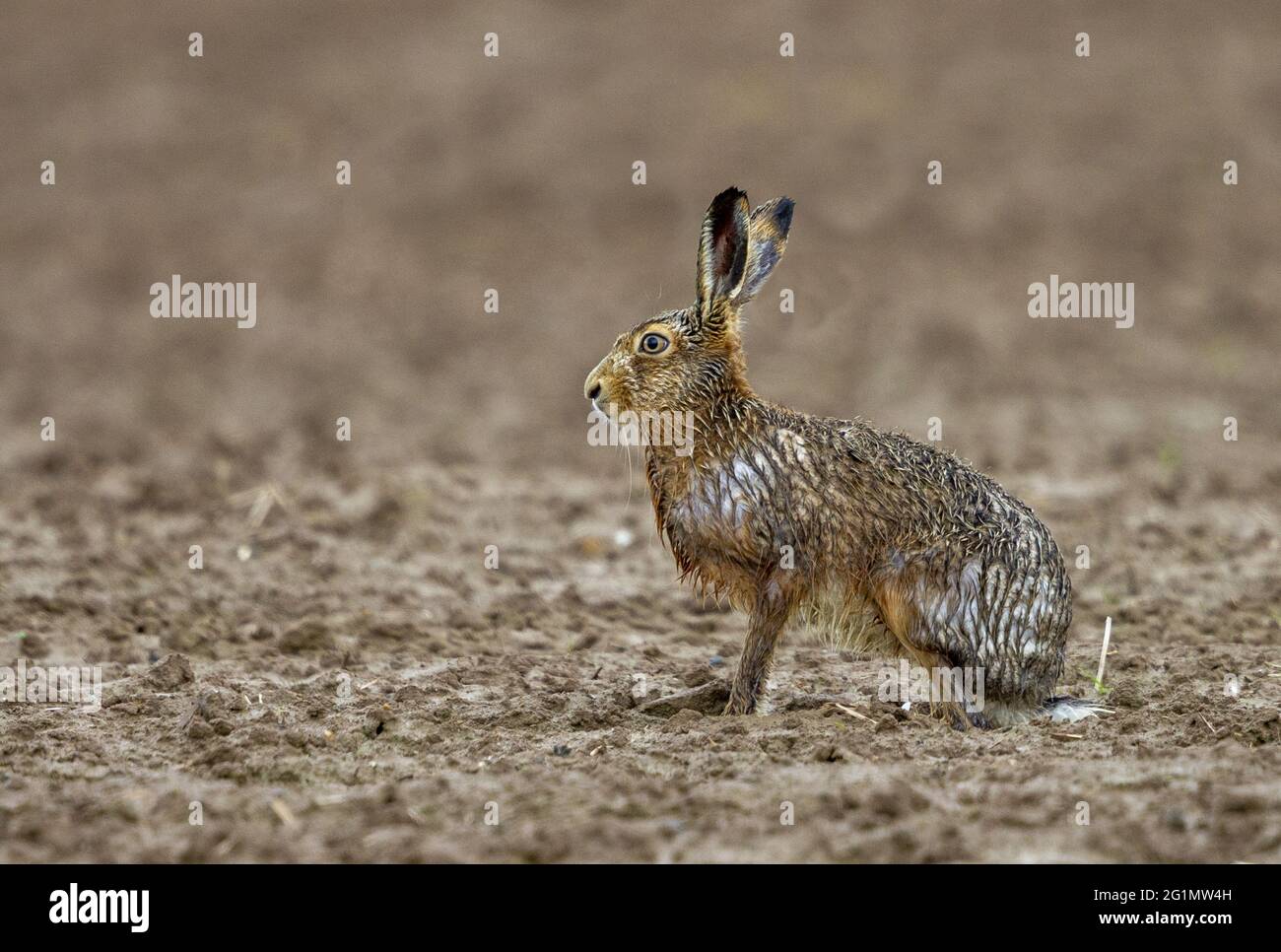 France, Oise, Senlis region, arable land, European hare (Lepus ...