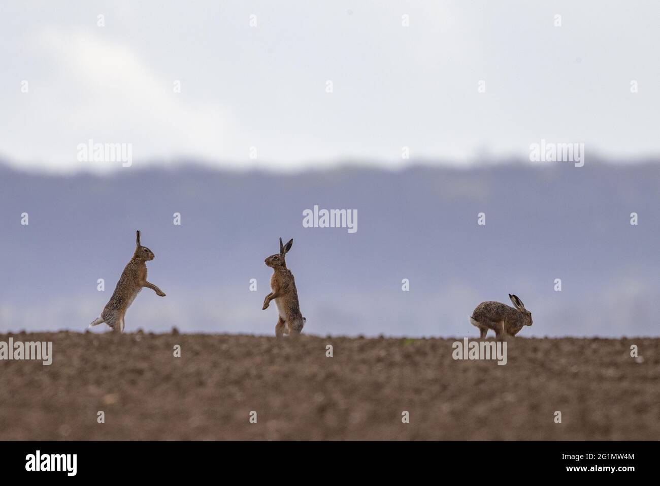 Male hare boxing hi-res stock photography and images - Alamy