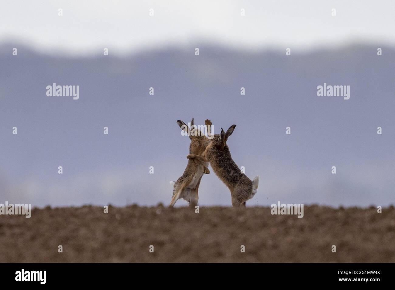 France, Oise, Senlis region, arable land, European hare (Lepus ...