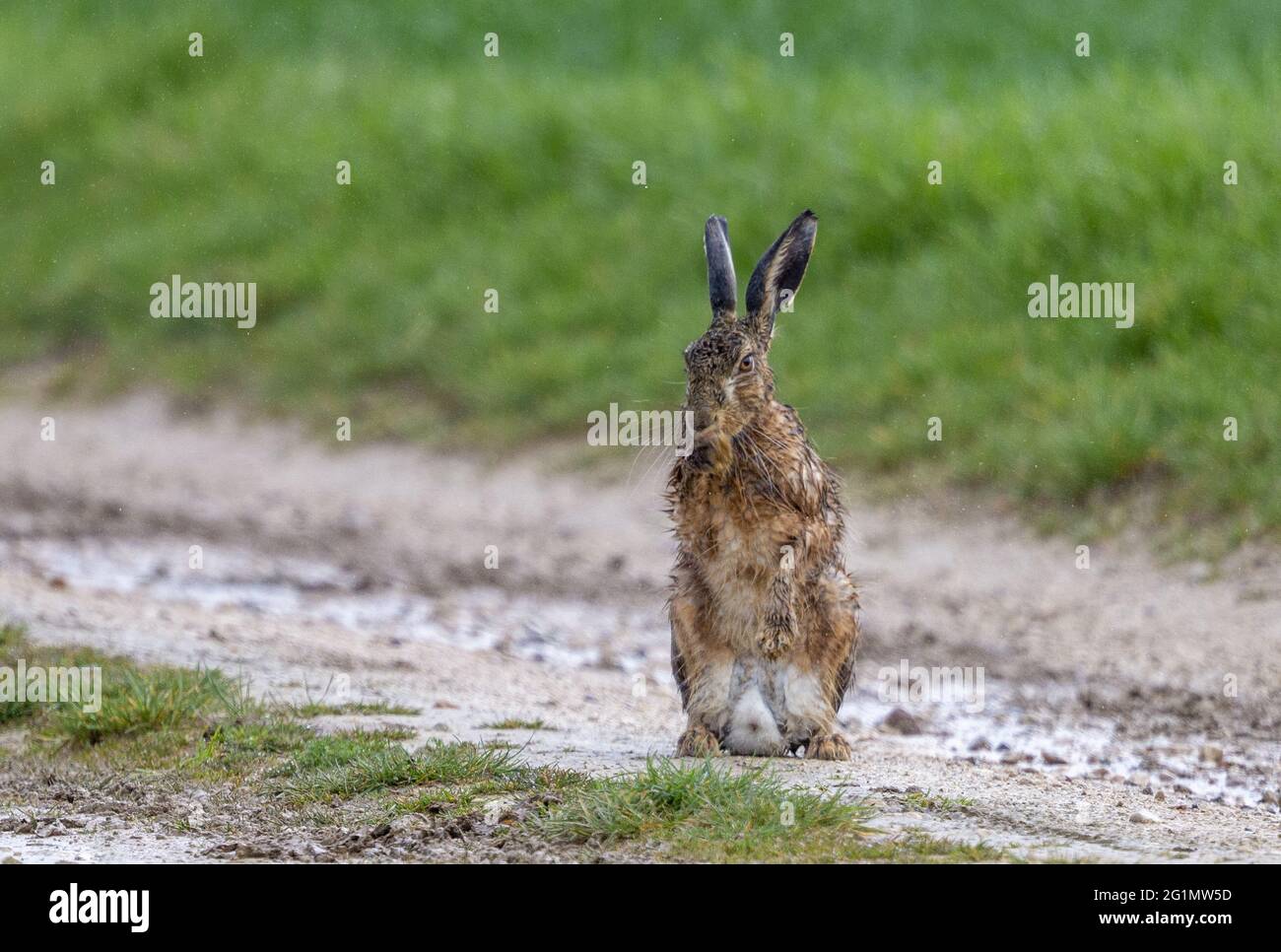 France, Oise, Senlis region, arable land, European hare (Lepus ...
