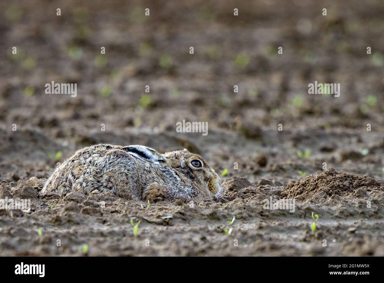 France, Oise, Senlis region, arable land, European hare (Lepus ...