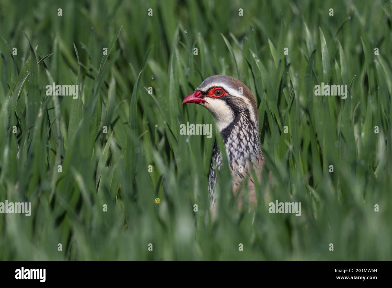 France, Oise, Senlis region, arable land, Red Partridge (Alectoris rufa ...