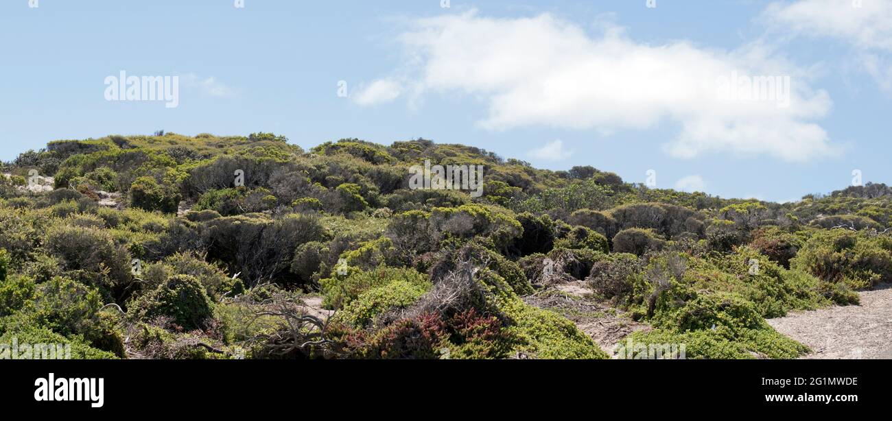 this is a native vegetation on kangaroo island Stock Photo - Alamy