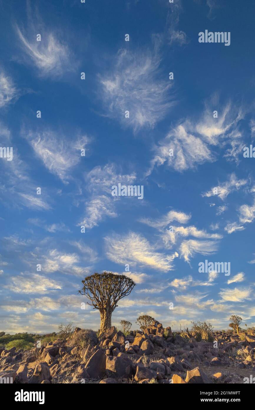 Namibia, Karas region, Keetmanshoop, Gariganus farm, Quivertree forest ...