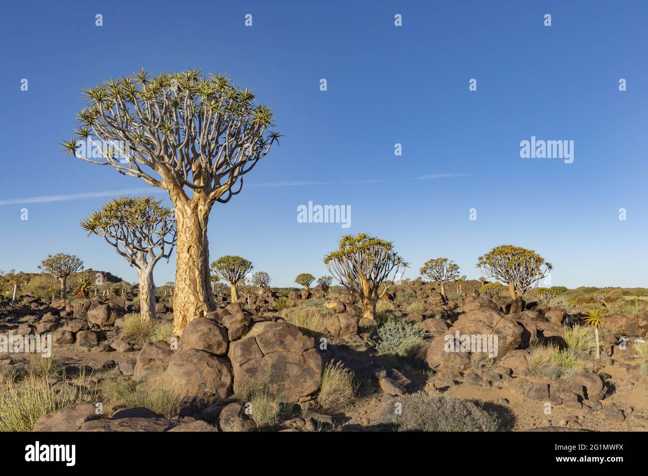 Namibia, Karas region, Keetmanshoop, Gariganus farm, Quivertree forest ...