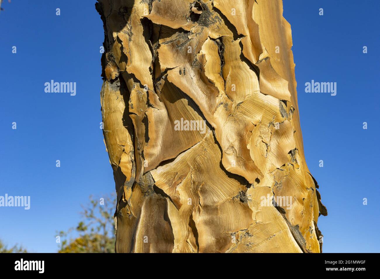 Namibia, Karas region, Keetmanshoop, Gariganus farm, Quivertree forest ...