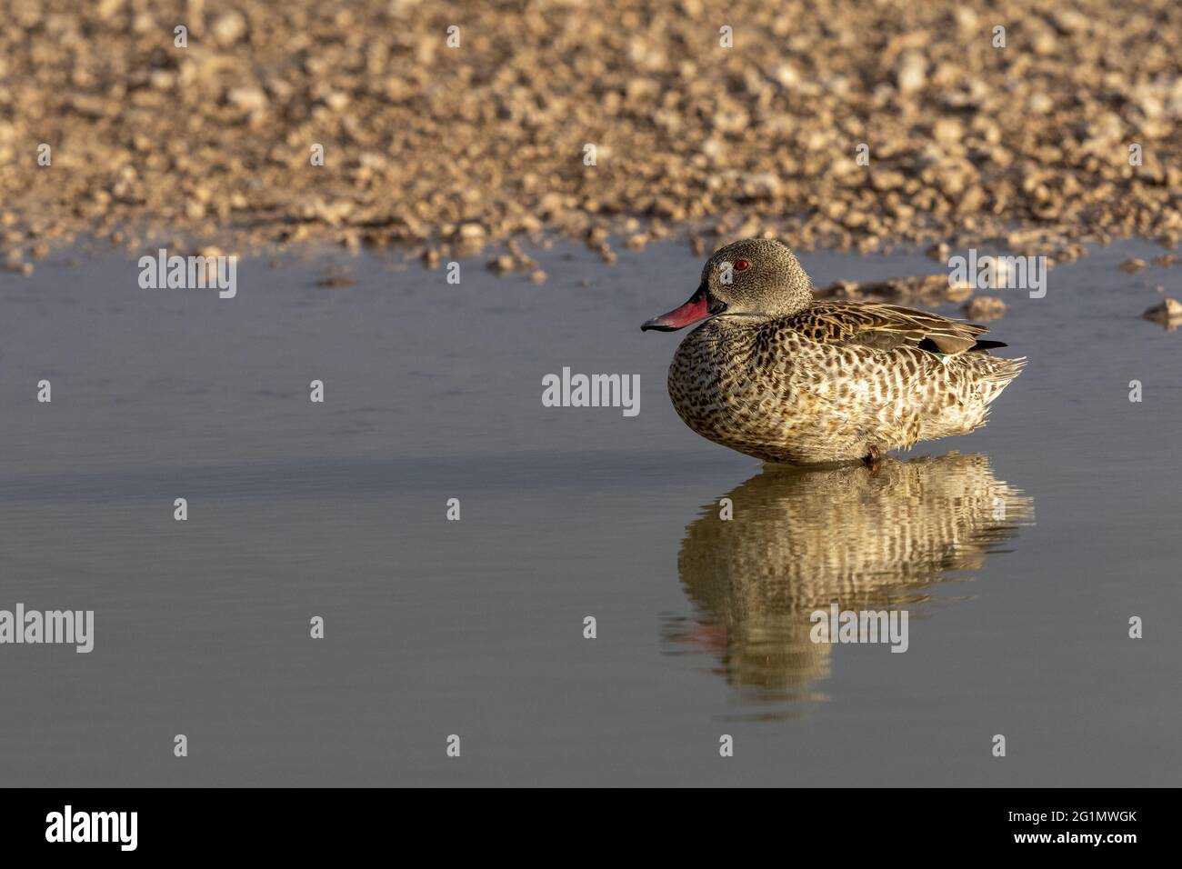 Red billed duck hi-res stock photography and images - Alamy