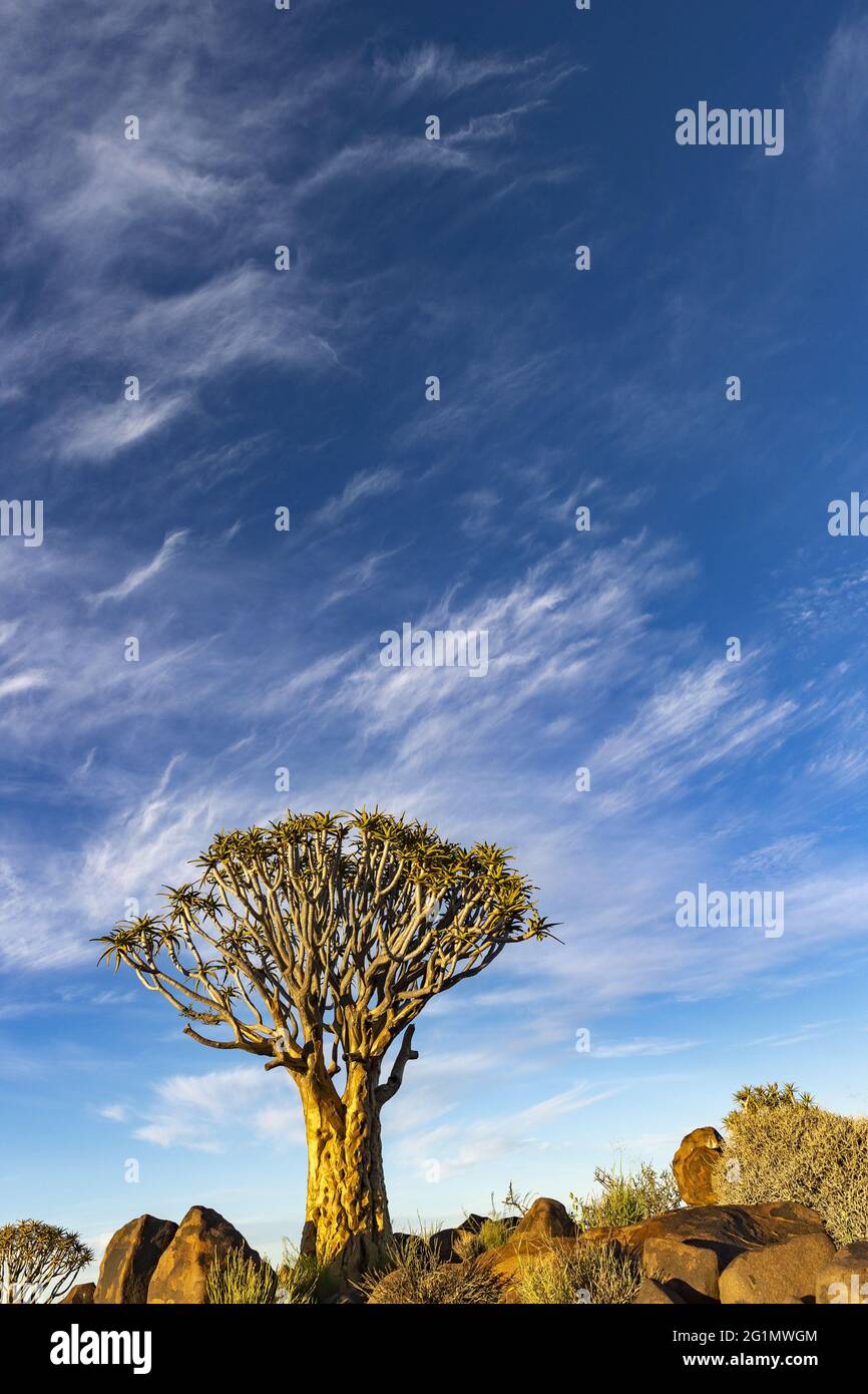 Namibia, Karas region, Keetmanshoop, Gariganus farm, Quivertree forest ...