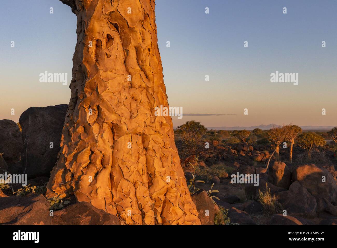 Namibia, Karas region, Keetmanshoop, Gariganus farm, Quivertree forest ...
