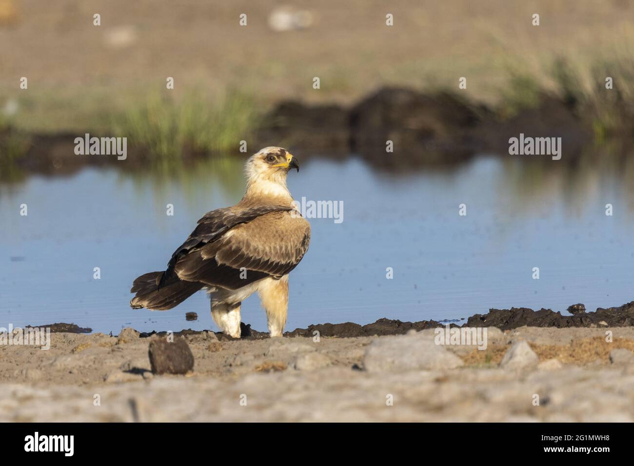 Namibia, Etosha National Park, Tawny Eagle (Aquila rapax), white phase ...