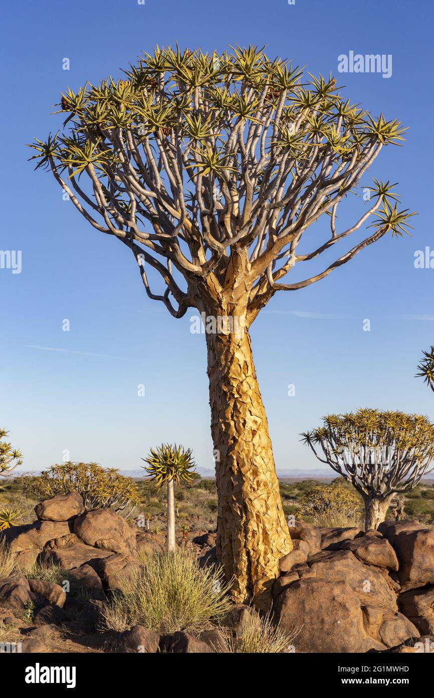 Namibia, Karas region, Keetmanshoop, Gariganus farm, Quivertree forest ...