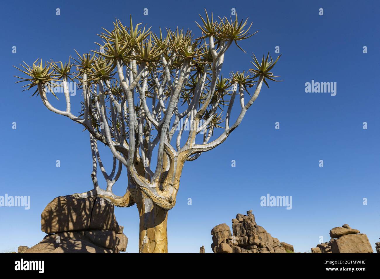Namibia, Karas region, Keetmanshoop, Gariganus farm, Quivertree forest ...