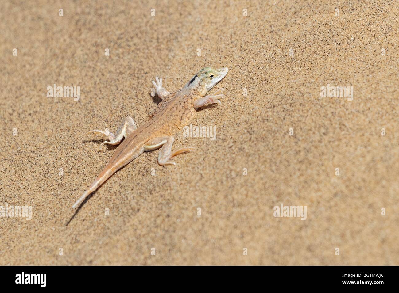 Namibia, Swakopmund, Dorob National Park, Shovel snouted Lizard or ...