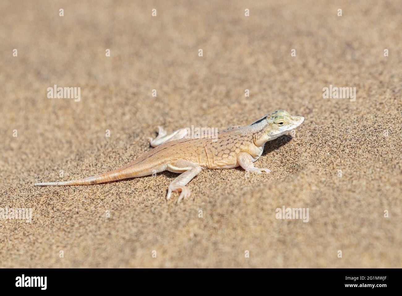 Namibia, Swakopmund, Dorob National Park, Shovel snouted Lizard or ...