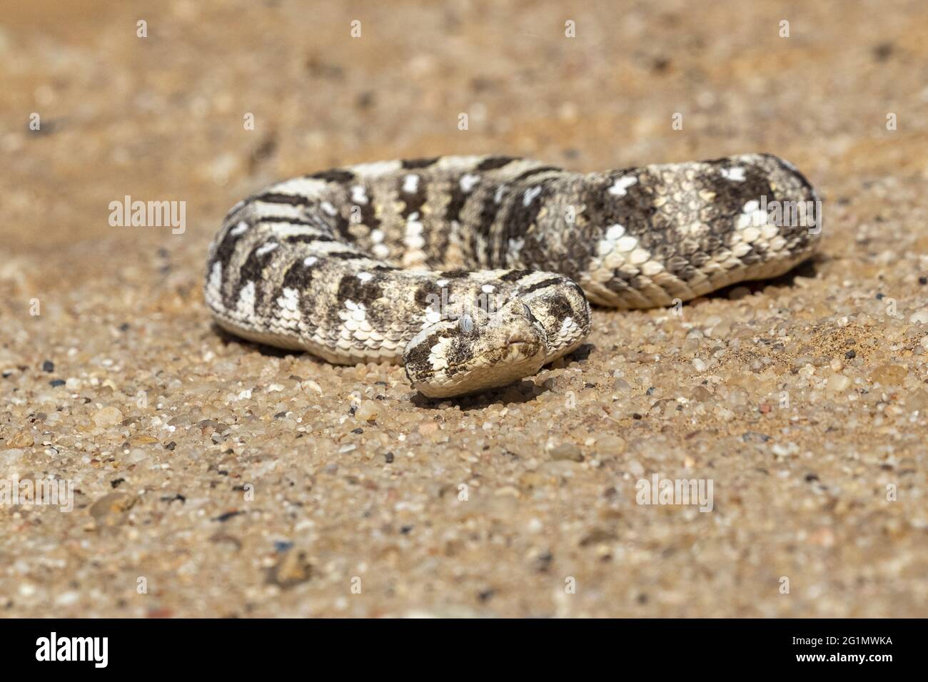Namibia, Swakopmund, Dorob National Park, Horned Adder (Bitis caudalis ...