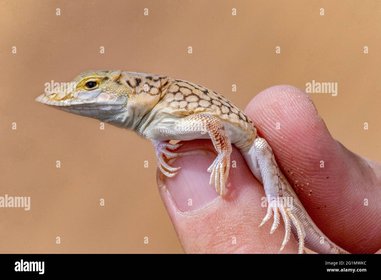 Namibia, Swakopmund, Dorob National Park, Shovel snouted Lizard or ...