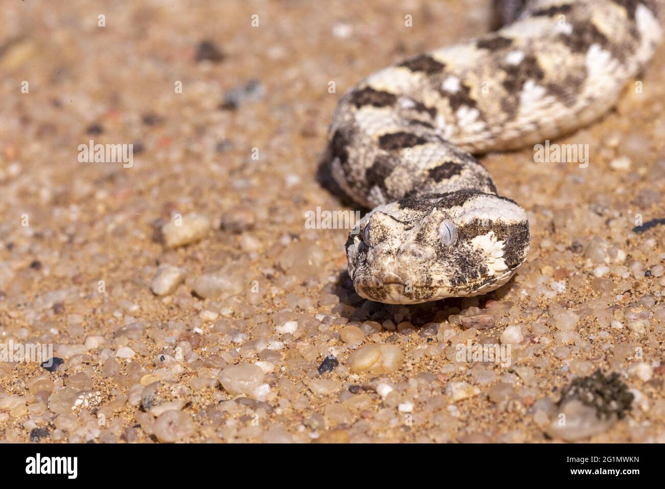 Namibia, Swakopmund, Dorob National Park, Horned Adder (Bitis caudalis ...