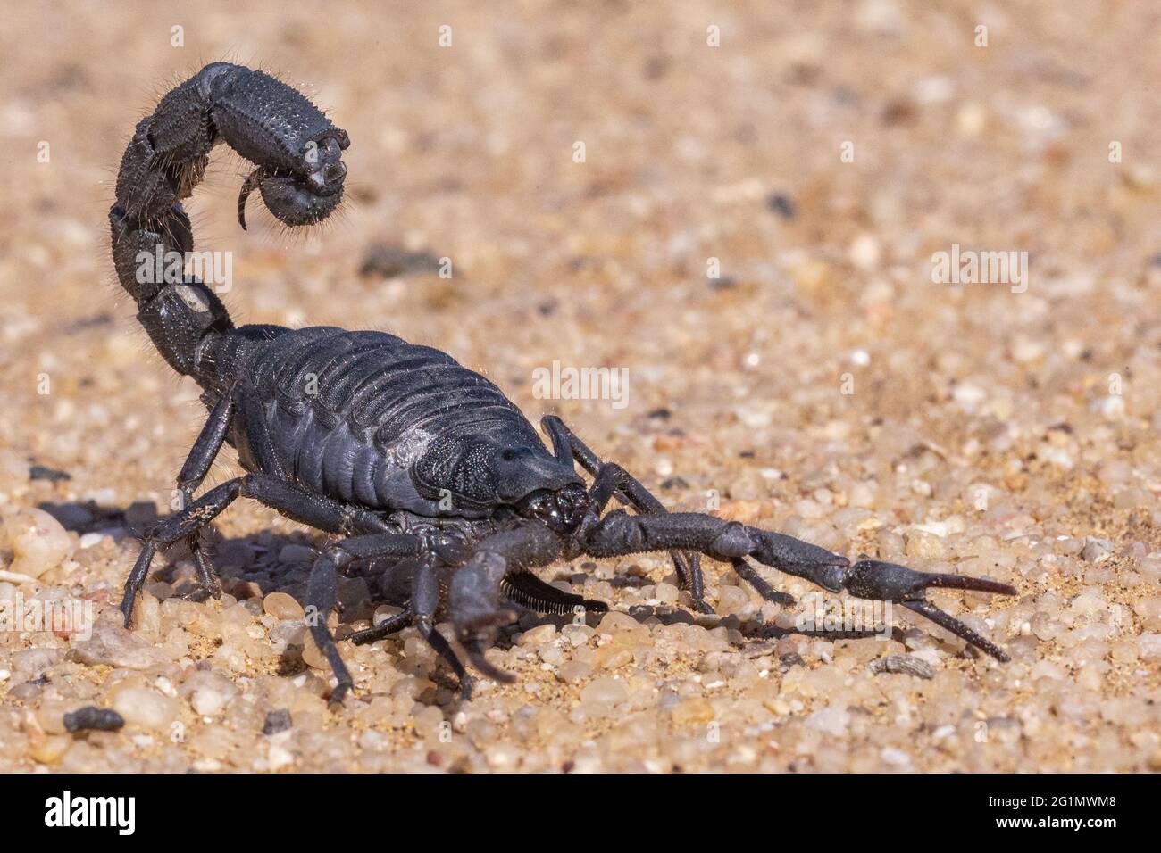 Namibia, Swakopmund, Dorob National Park, Black Hairy thick tailed ...