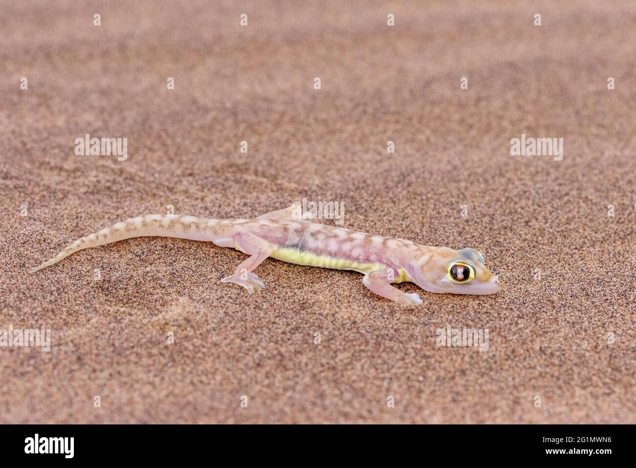 Namibia, Swakopmund, Dorob National Park, Web-footed Gecko or Namib web ...