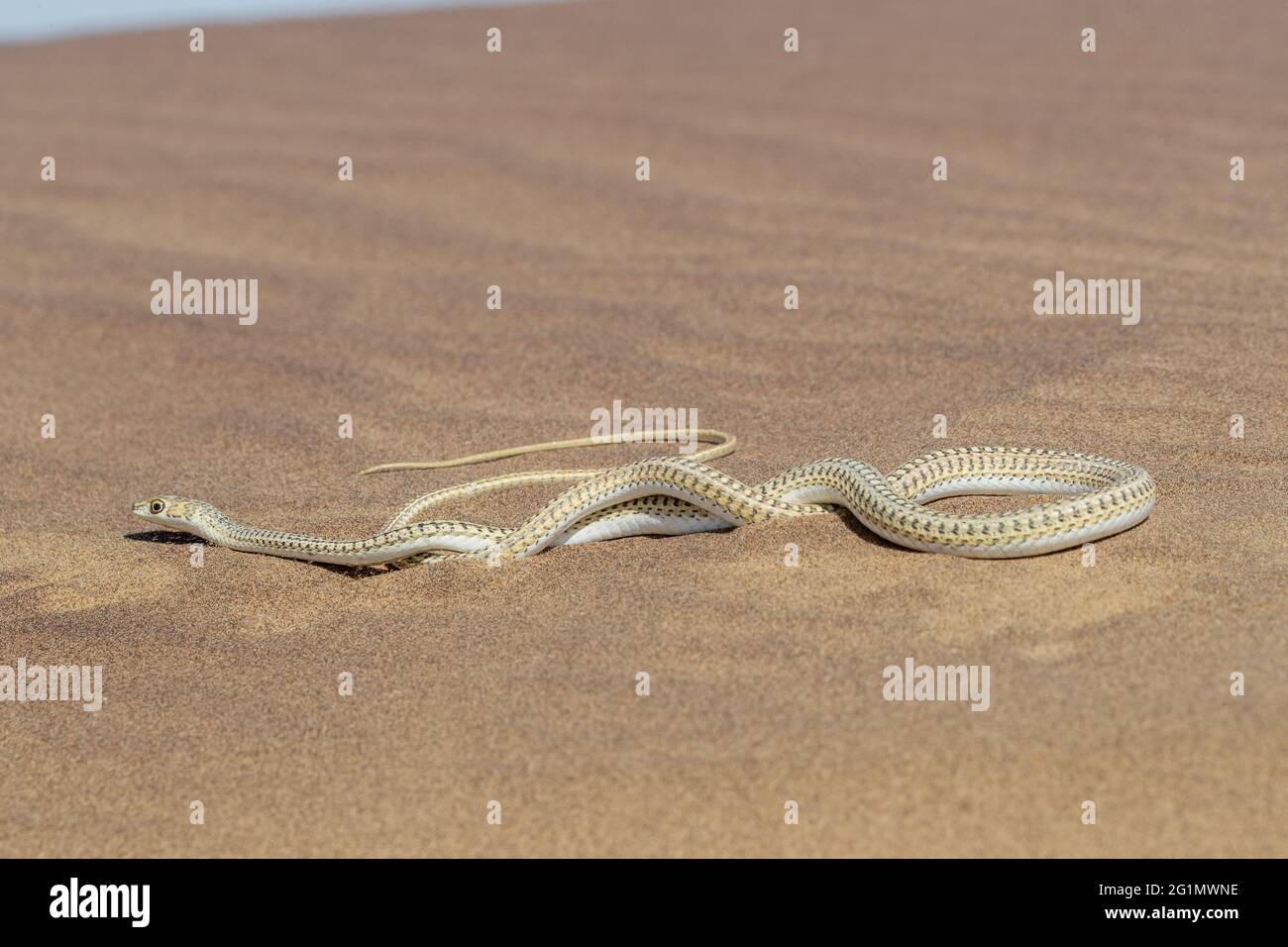Namibia, Swakopmund, Dorob National Park, Namib Sand Snake (Psammophis ...