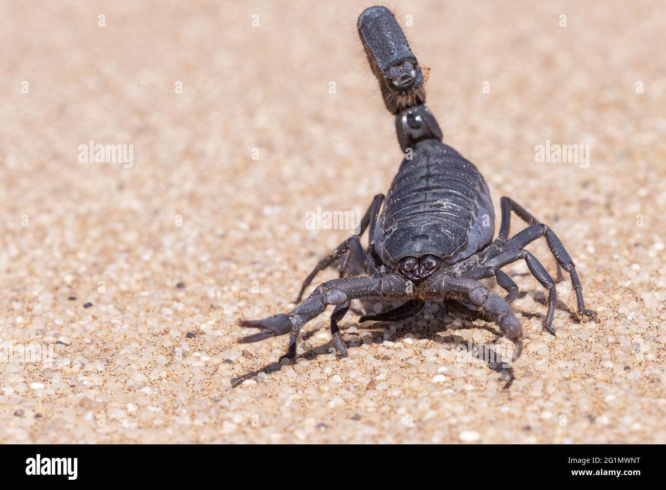 Namibia, Swakopmund, Dorob National Park, Black Hairy thick tailed ...