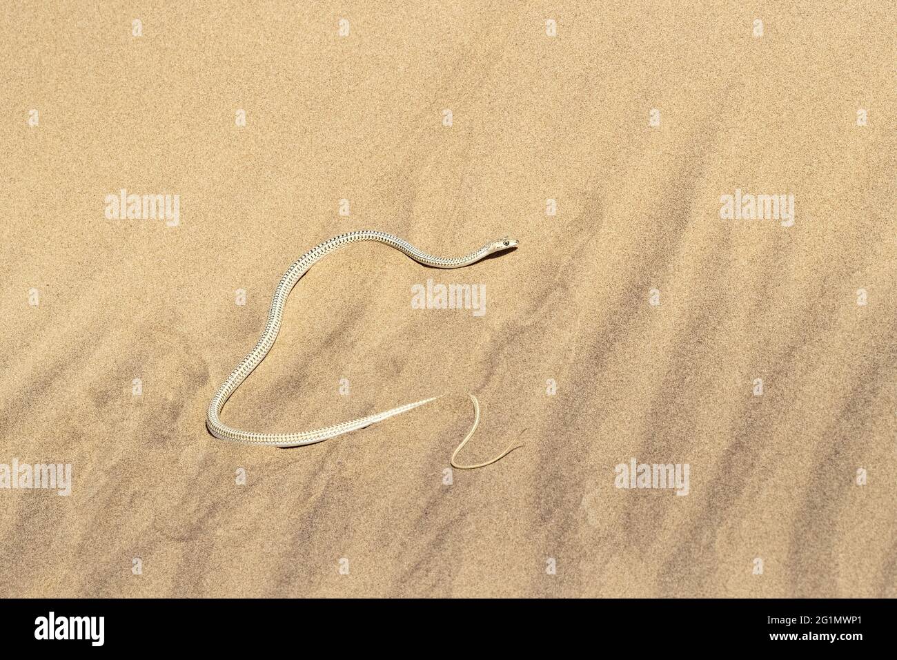 Sand snake hi-res stock photography and images - Alamy