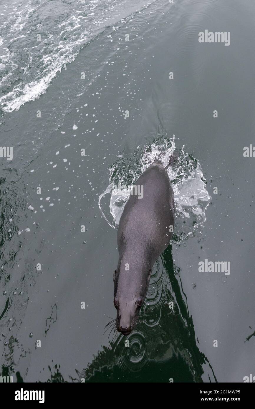 Namibia, Walvis bay, South African fur seal (Arctocephalus pusillus ...