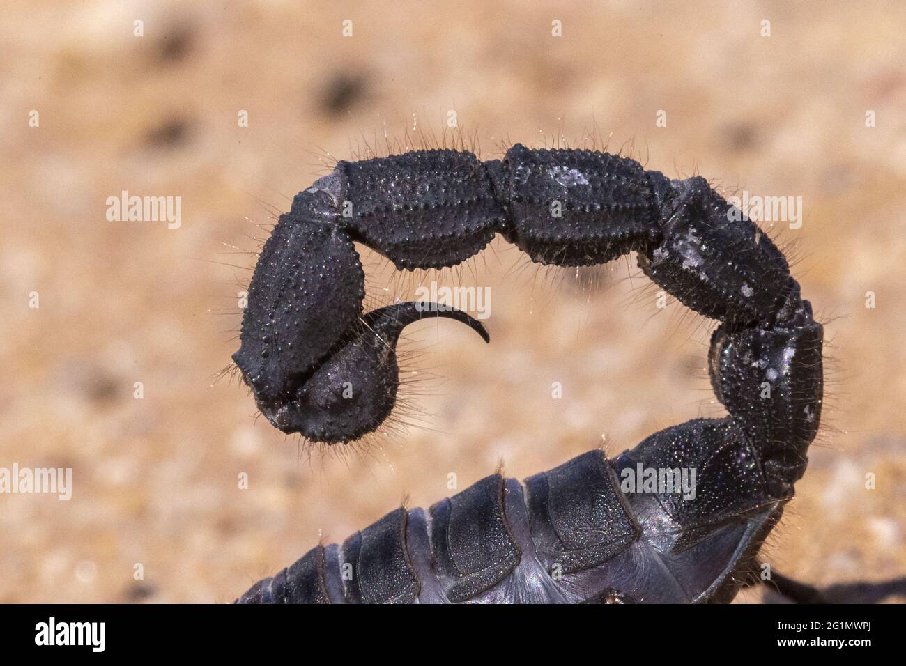Namibia, Swakopmund, Dorob National Park, Black Hairy thick tailed ...