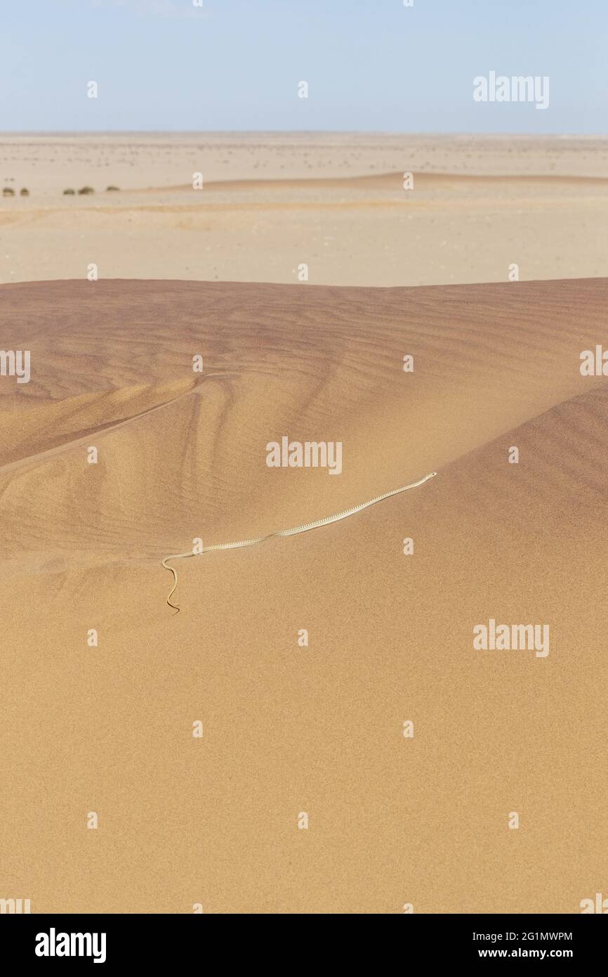 Sand snake hi-res stock photography and images - Alamy