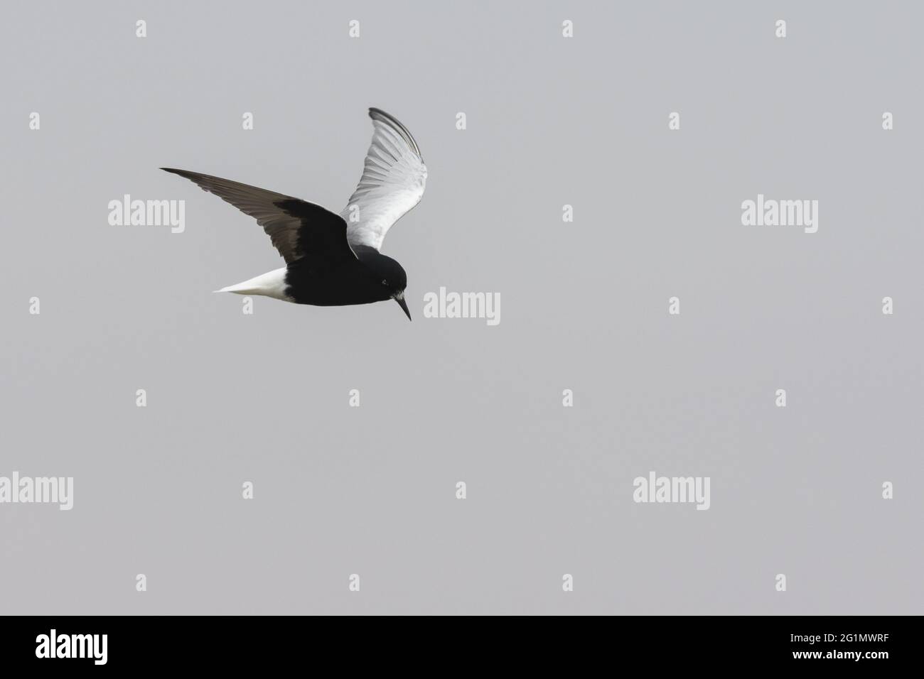 White winged black tern hi-res stock photography and images - Alamy