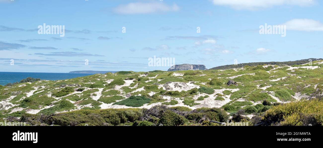 this is native vegetation on kangaroo island Stock Photo - Alamy