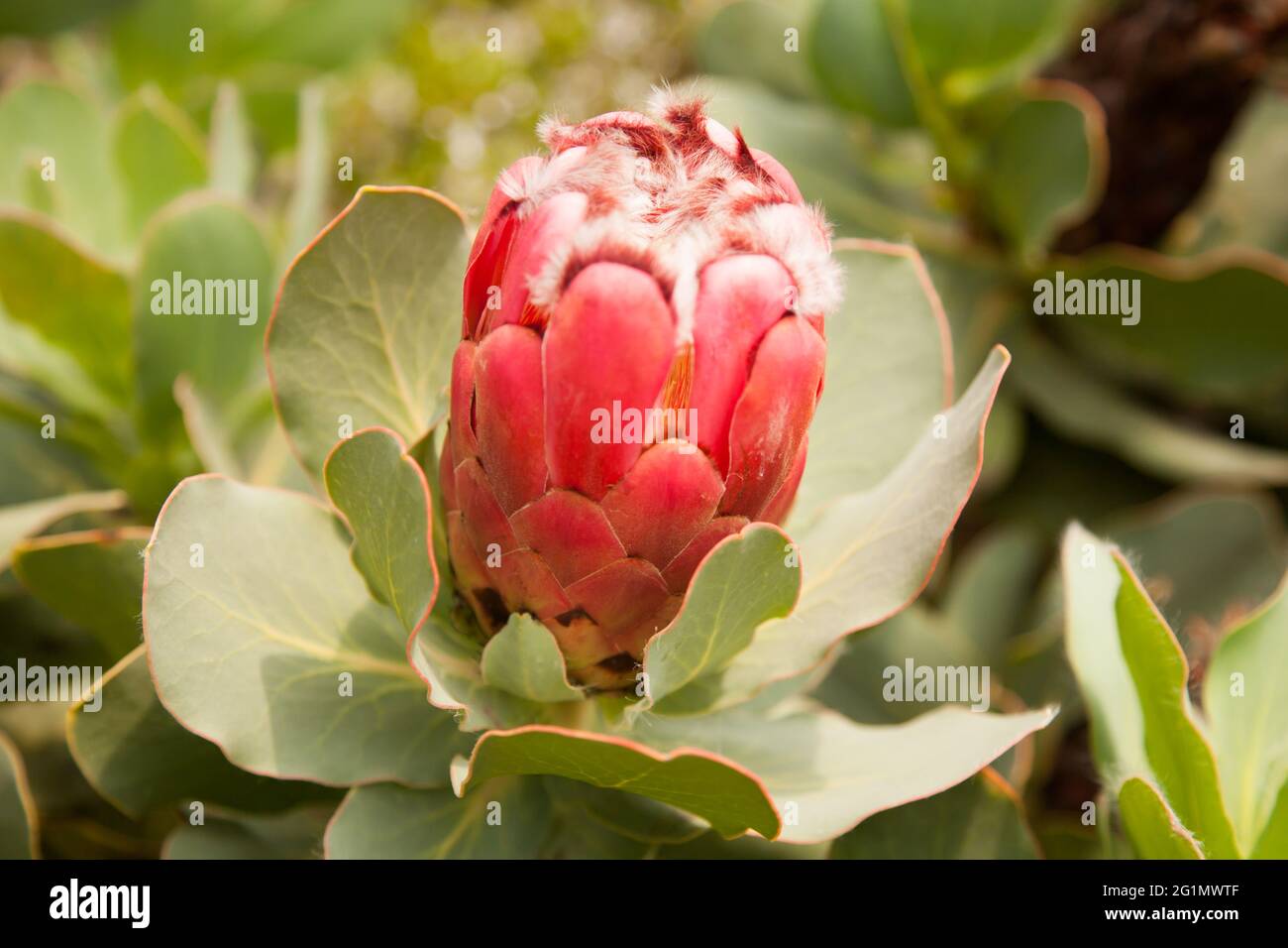 Red Sugarbush 'Protea Grandiceps' at The Eden Project Mediterranean ...