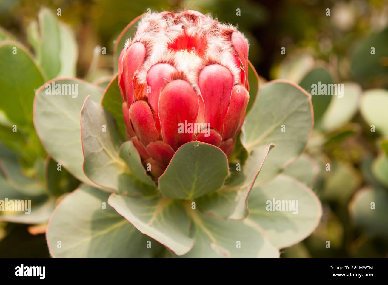Red Sugarbush 'Protea Grandiceps' at The Eden Project Mediterranean ...