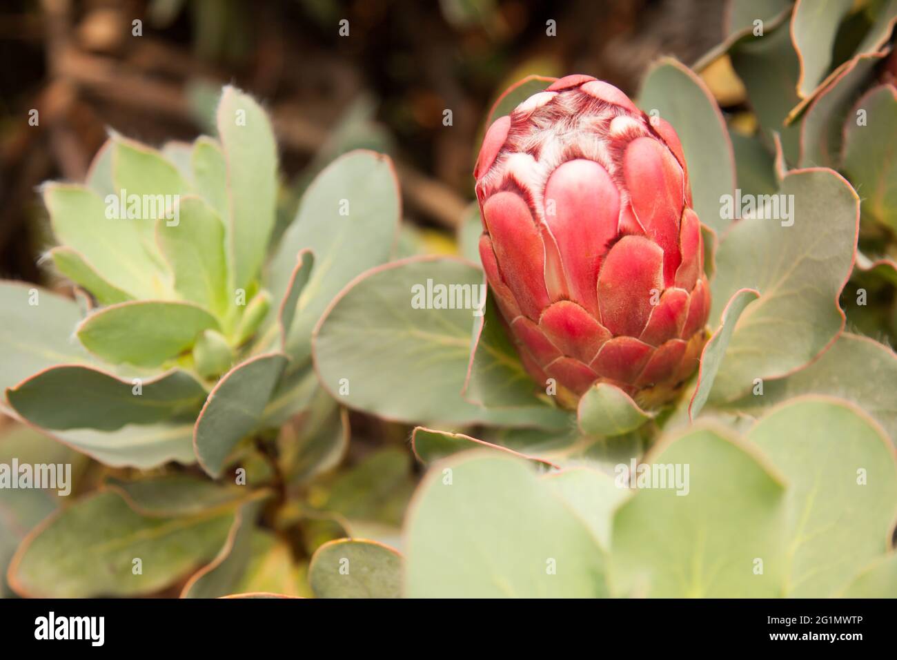 Red Sugarbush 'Protea Grandiceps' at The Eden Project Mediterranean ...