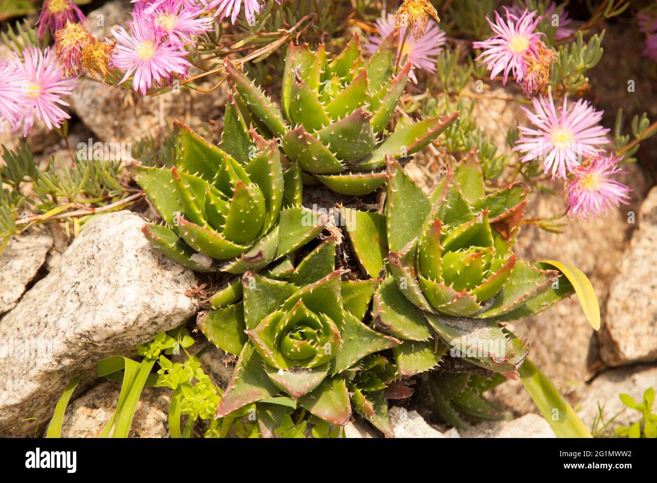 Short leaved Aloe 'Aloe Brevifolia' at The Eden Project Mediterranean ...