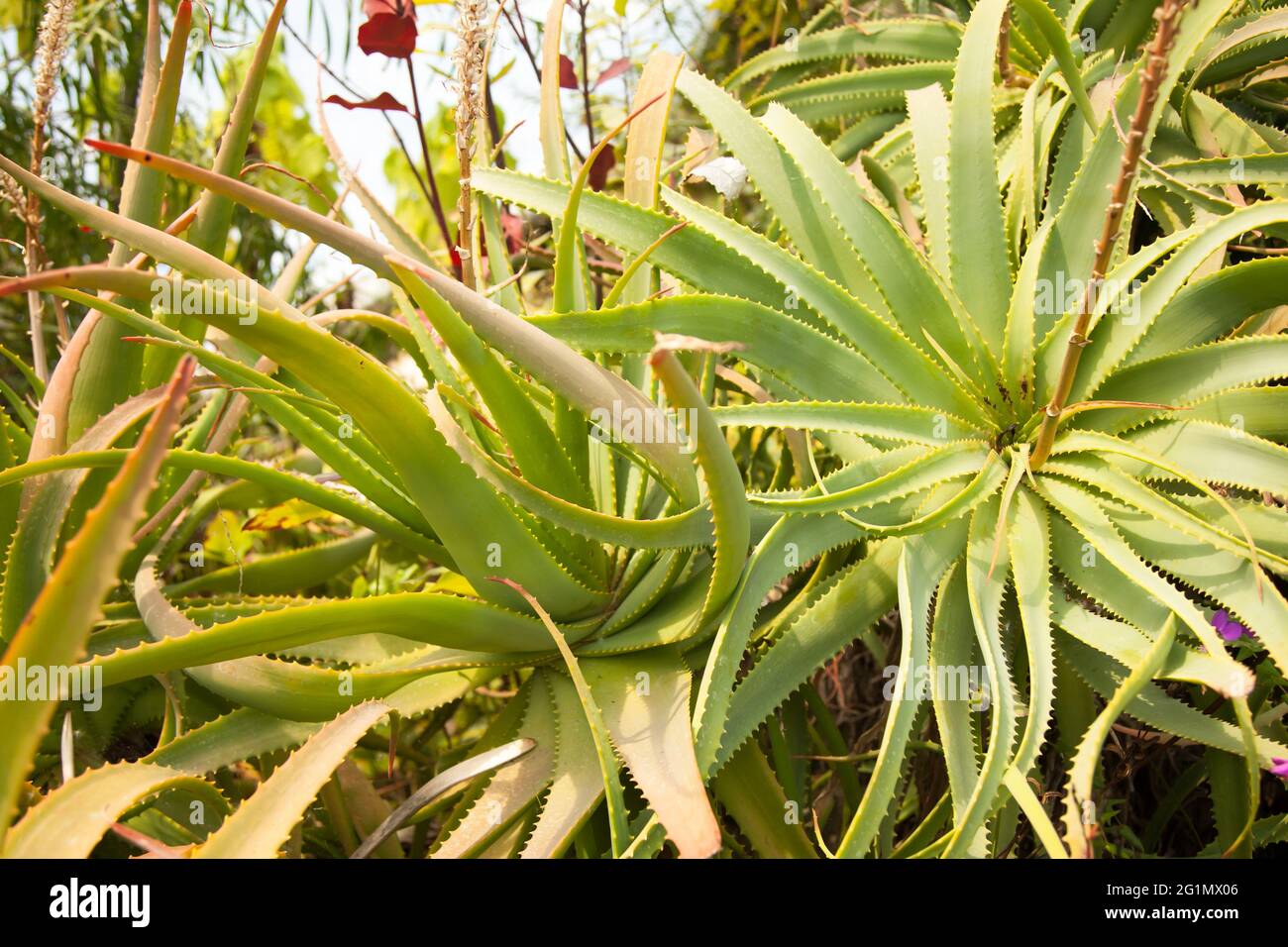 Common Poison Bush 'Acokanthera oppositifolia' at The Eden Project ...