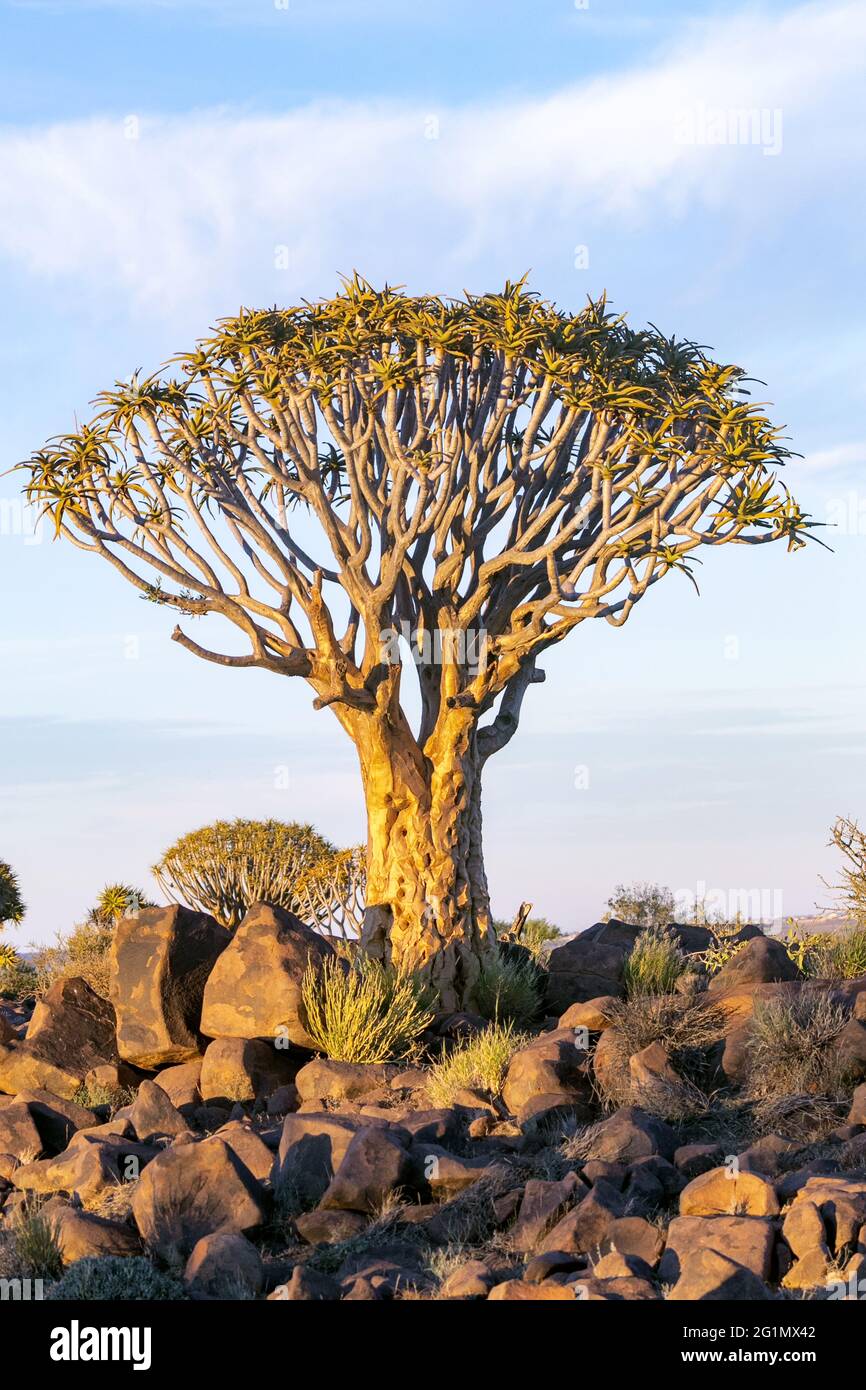 Namibia, Karas region, Keetmanshoop, Gariganus farm, Quivertree forest ...