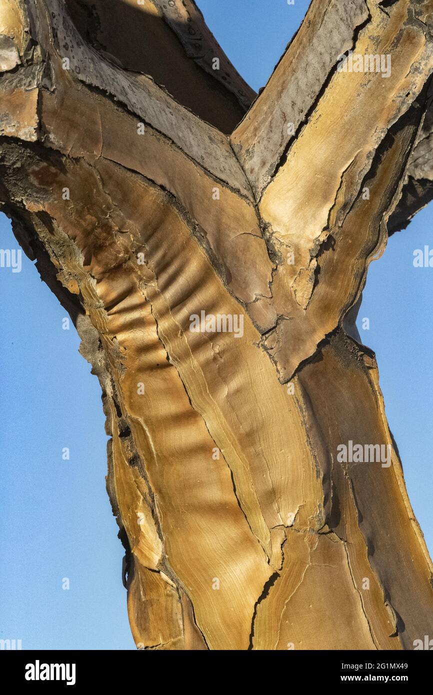 Namibia, Karas region, Keetmanshoop, Gariganus farm, Quivertree forest ...