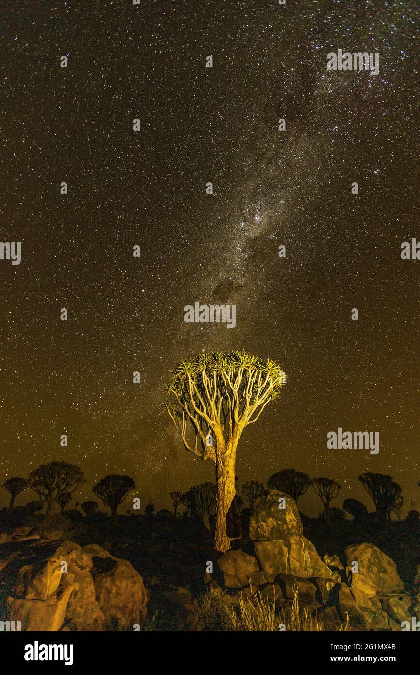 Namibia, Karas region, Keetmanshoop, Gariganus farm, Quivertree forest ...