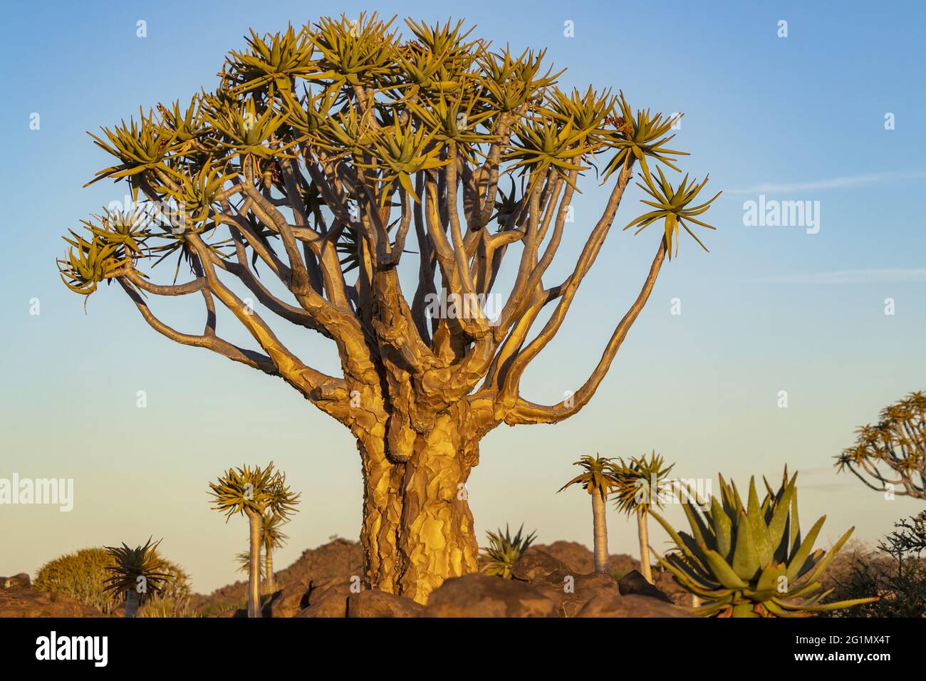 Namibia, Karas region, Keetmanshoop, Gariganus farm, Quivertree forest ...