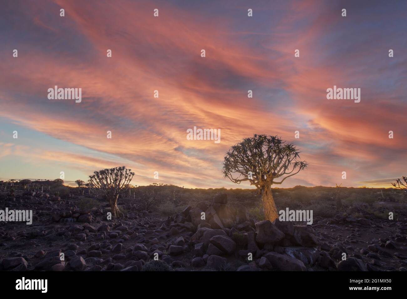 Namibia, Karas region, Keetmanshoop, Gariganus farm, Quivertree forest ...