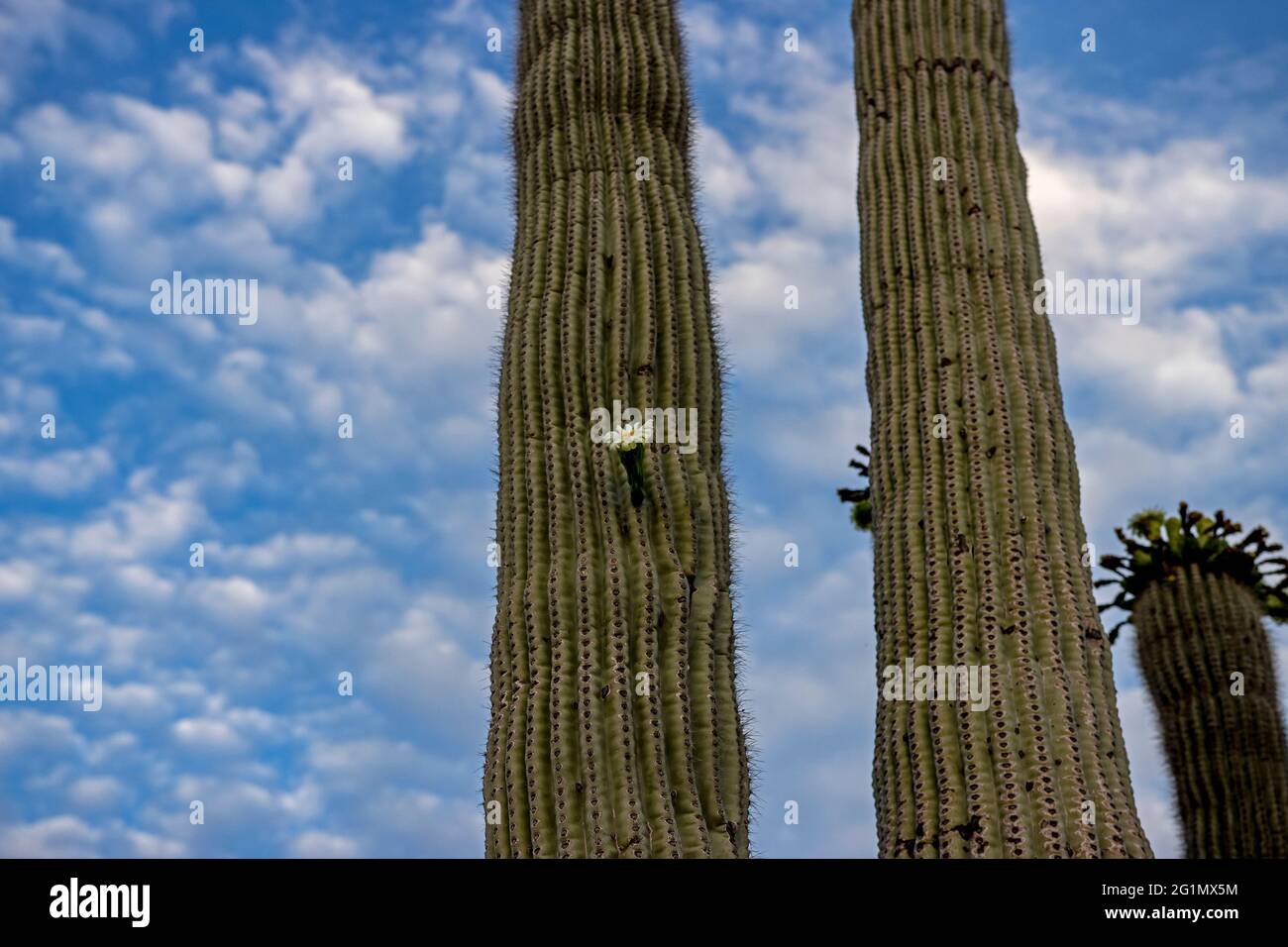Close Up Image Of A Saguaro Cactus Stock Photo - Alamy