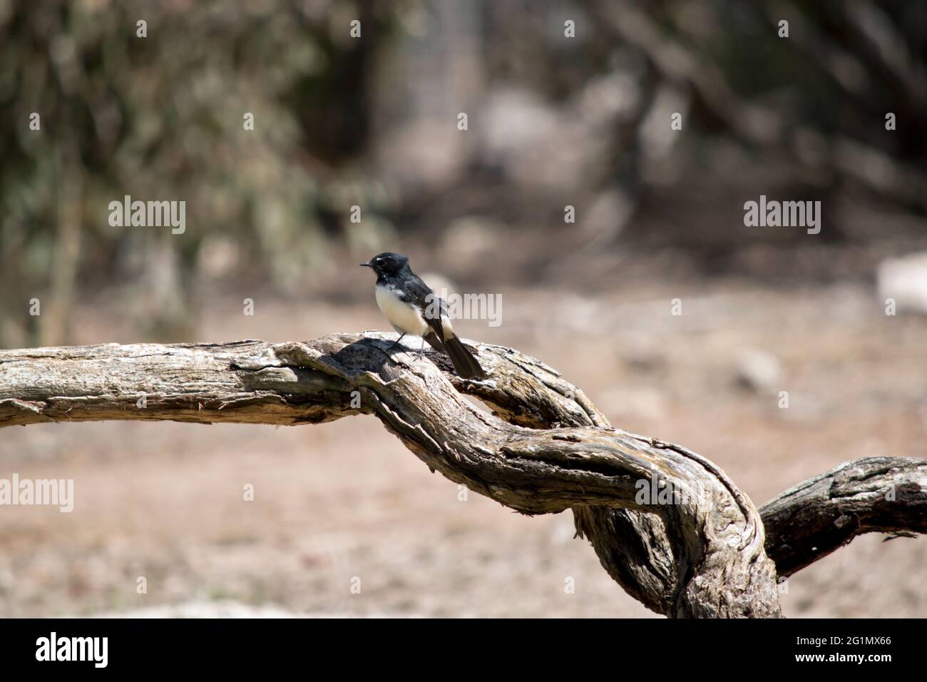 Willy wagtail hi-res stock photography and images - Alamy