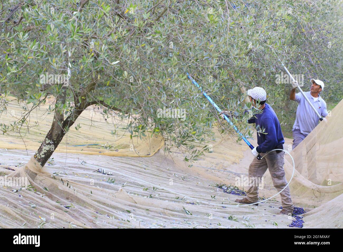 Olive comb hi-res stock photography and images - Alamy