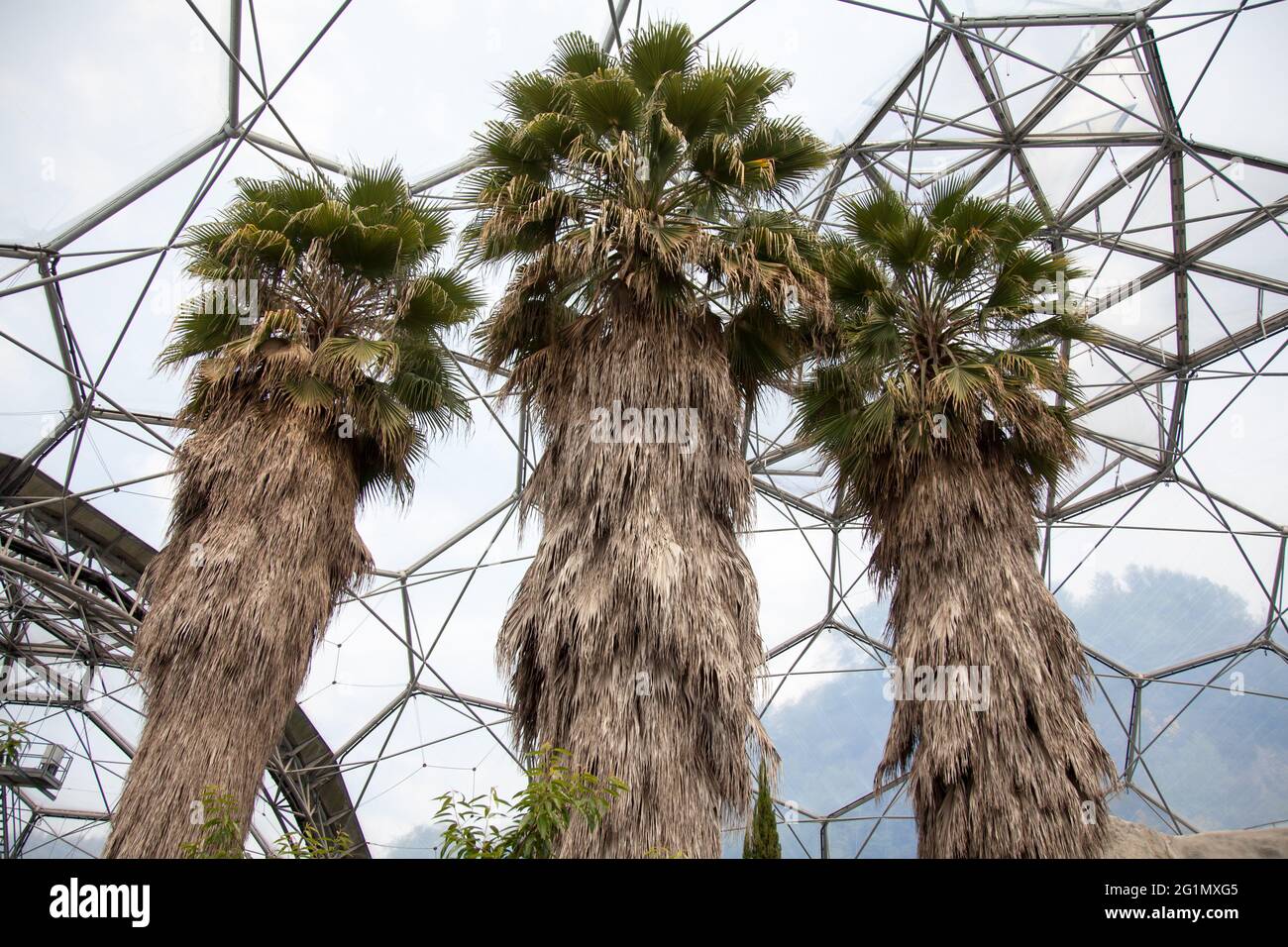 Trio of giant palm trees at The Eden Project Mediterranean biome ...