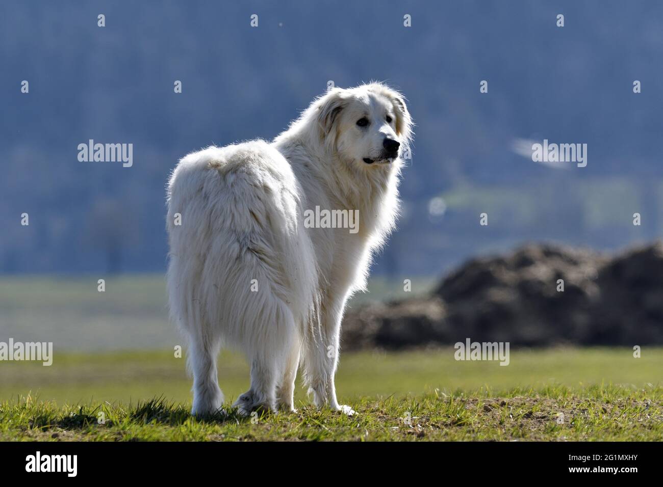 France, Doubs, Sheepdog, Berger des Pyrenees, patou Stock Photo - Alamy